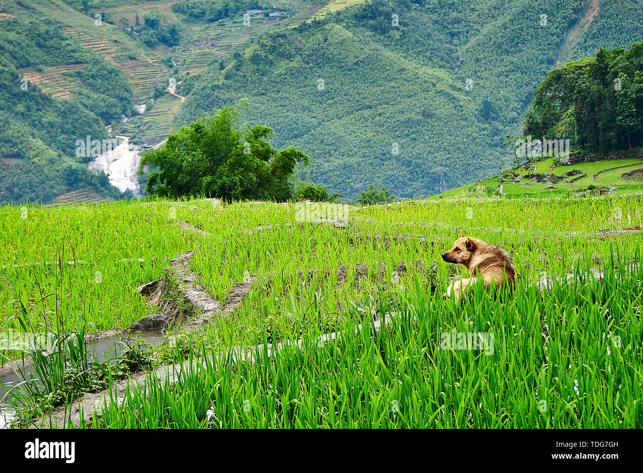 Dog sit at ricefield in lao chai sapa valey in Vietnam Stock Photo - Alamy