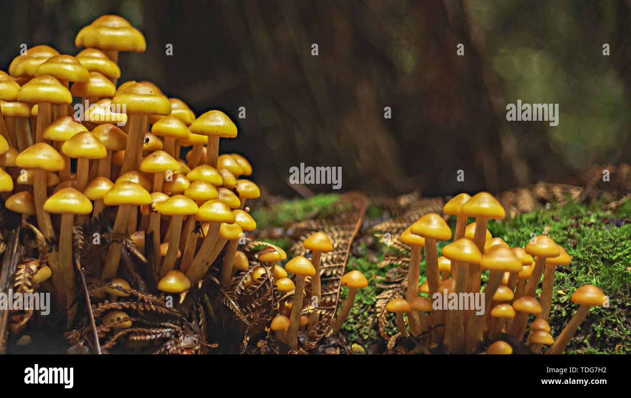 close up of a yellow clump of fungi growing in the tarkine rain forest ...