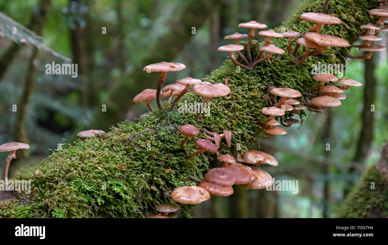 Fungi in australia hi-res stock photography and images - Alamy