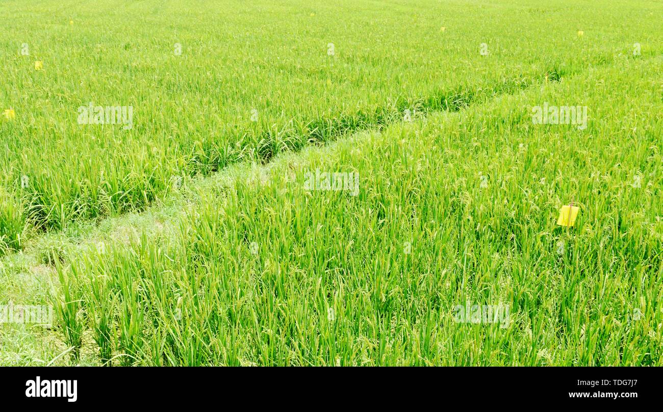 Rice spike paddy field, rice Stock Photo - Alamy