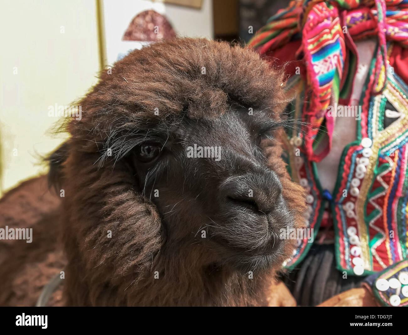 Woman latin american llama hi-res stock photography and images - Alamy