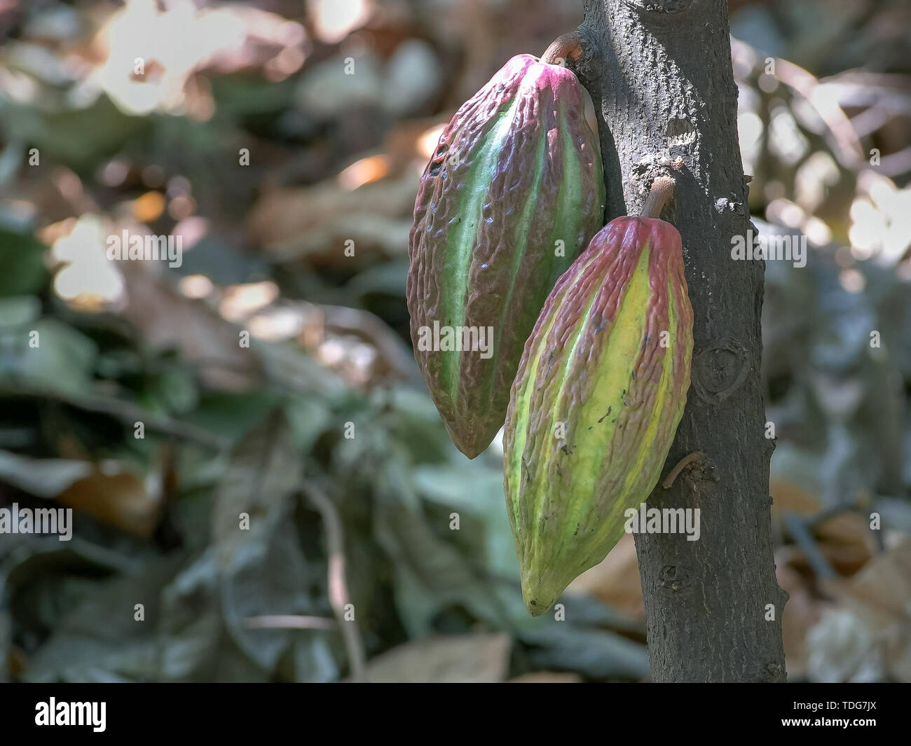 Cacao plantation ecuador hi-res stock photography and images - Alamy