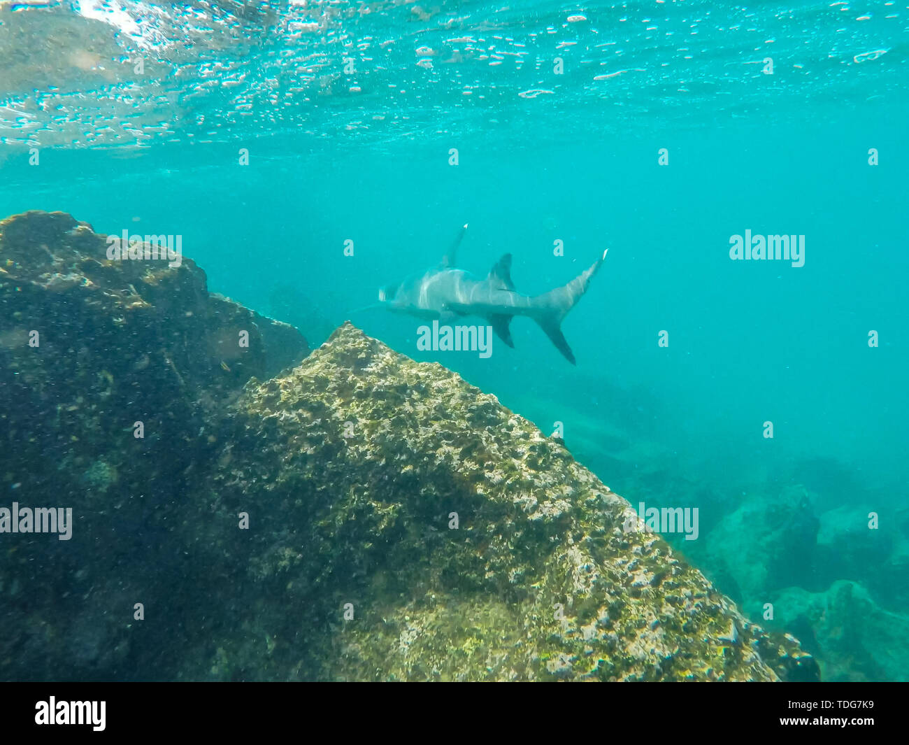 a white-tipped reef shark swims along a reef at isla bartolome in the ...