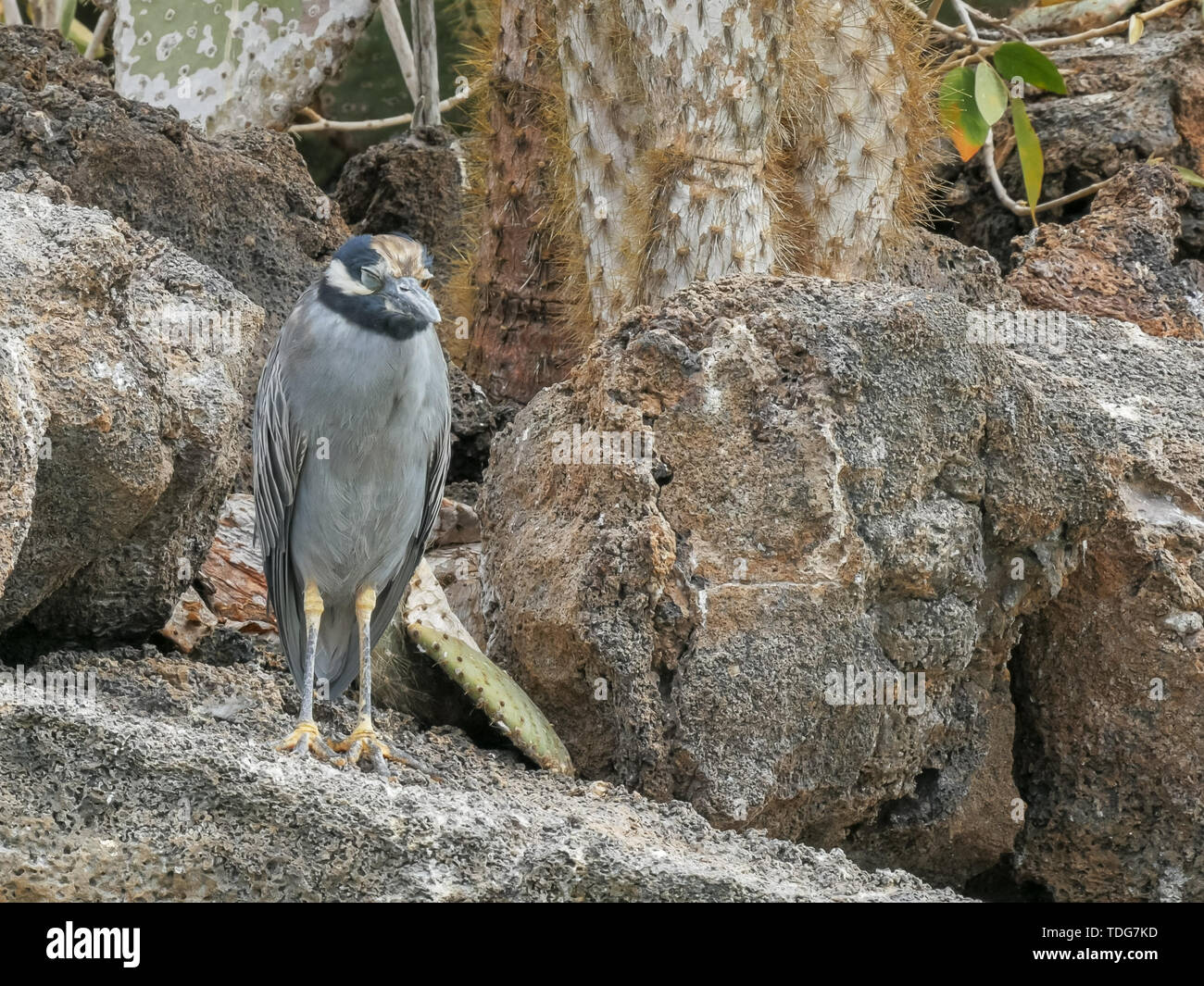 yellow crowned night heron at isla genovesa in the galapagos islands ...