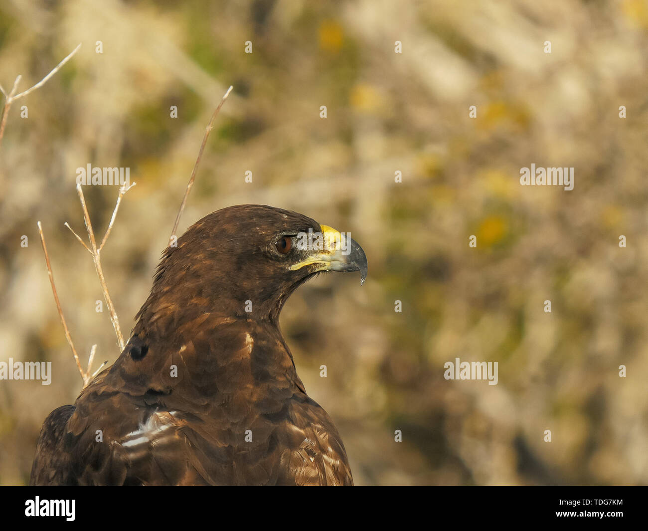 Galapagos hawk buteo galapagoensis on hi-res stock photography and ...