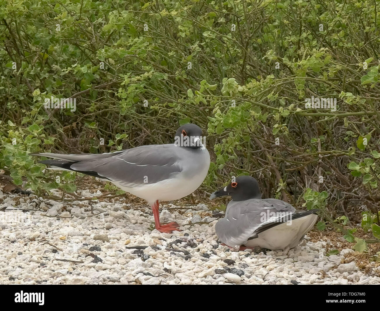 lava gull pair on the beach at isla genovesa in the galapagos islands ...