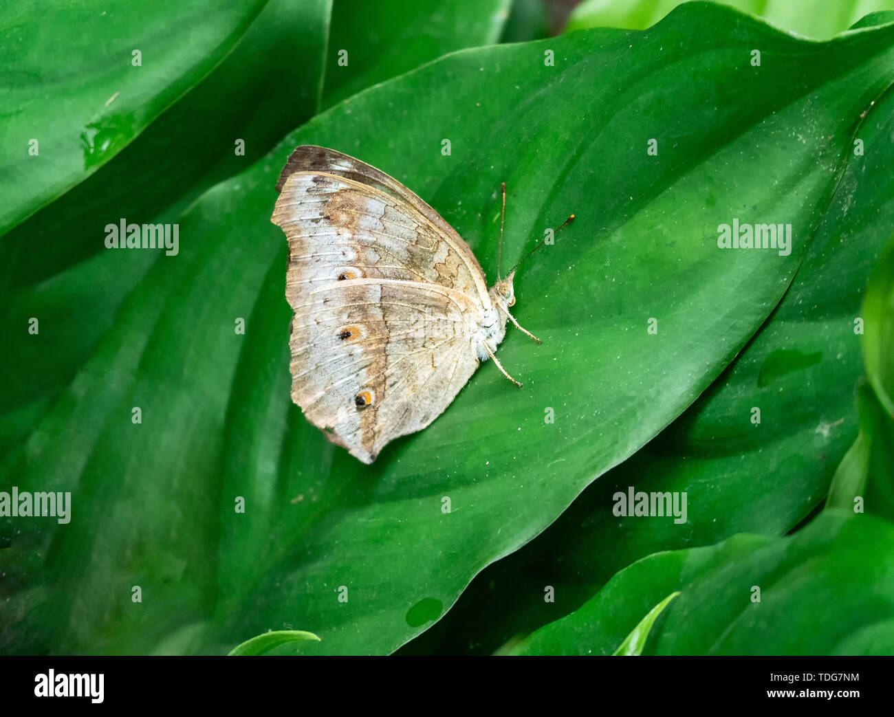 Corrugated wings hi-res stock photography and images - Alamy