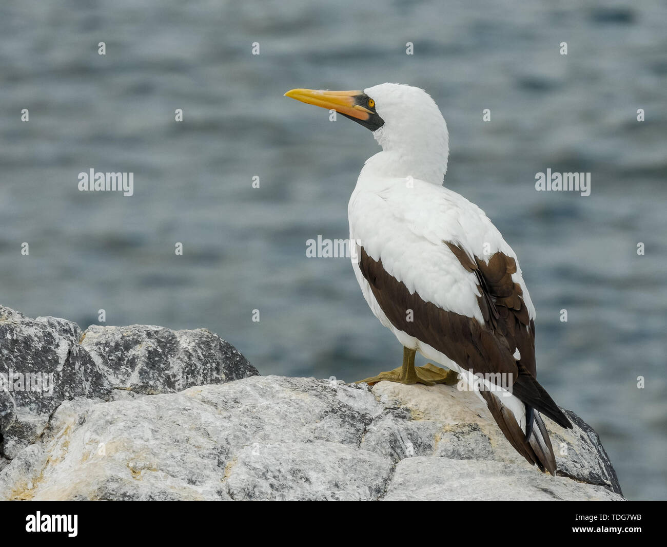close up of the back nazca booby on isla espanola in the galalagos ...