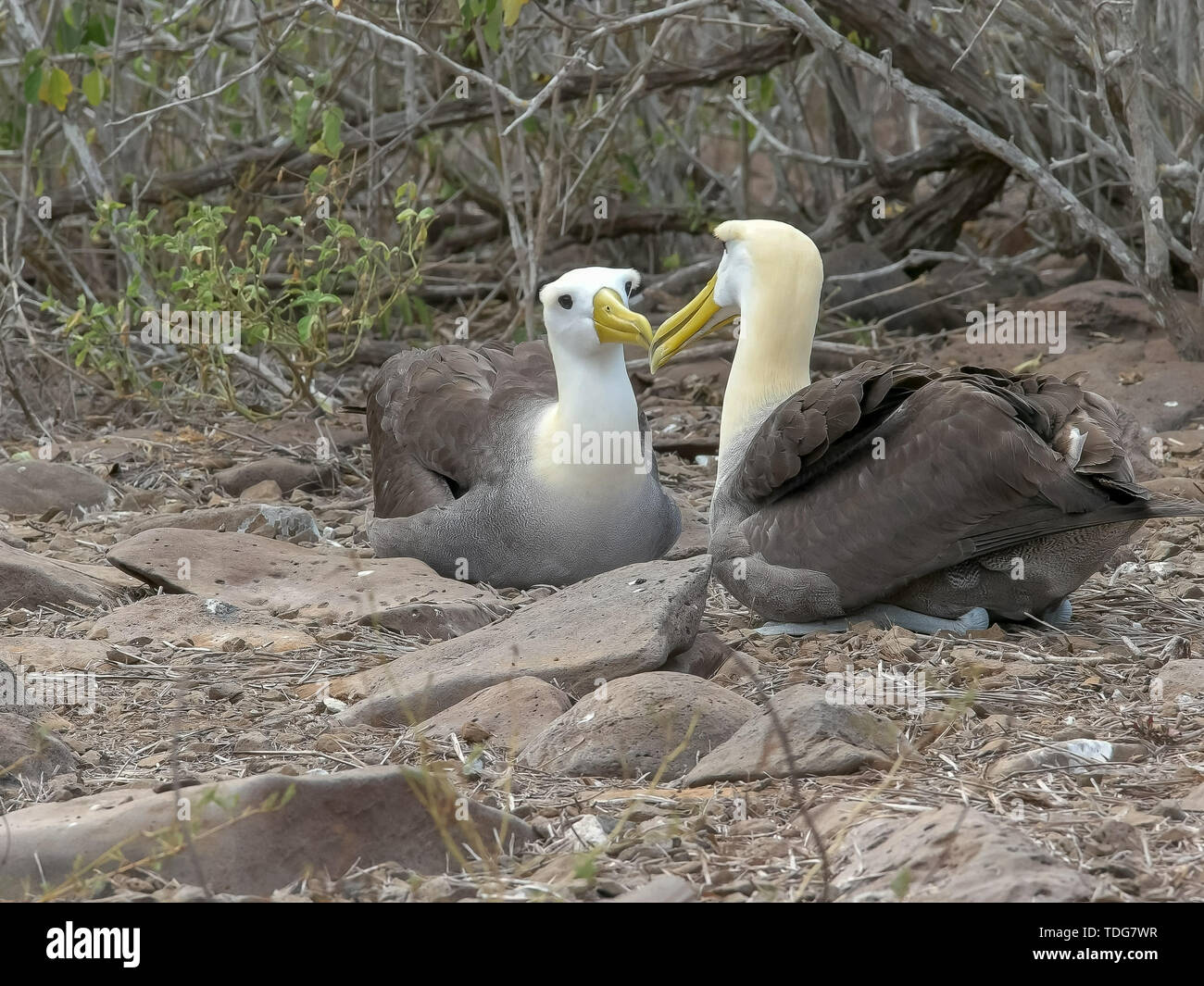 Albatros Bird Pair High Resolution Stock Photography and Images - Alamy
