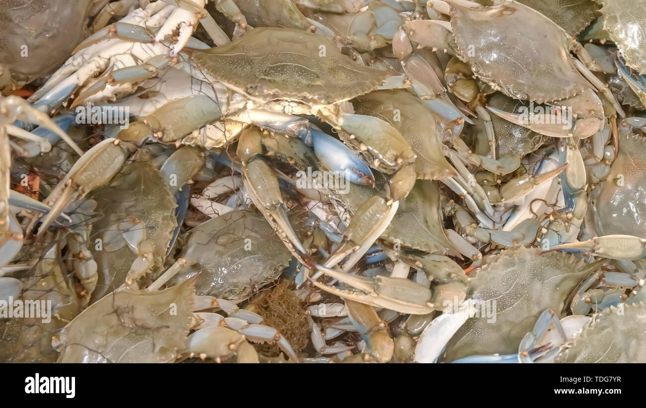 Blue swimmer crab hi-res stock photography and images - Alamy