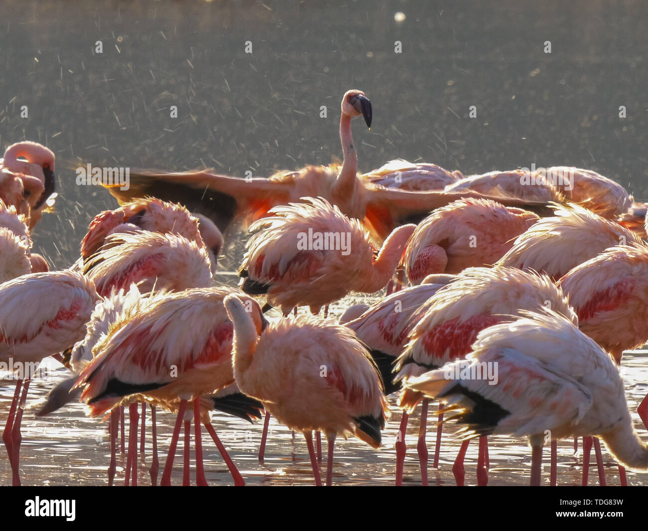 close up of backlit lesser flamingos bathing at lake bogoria, kenya ...