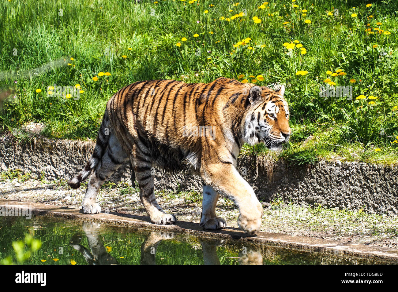 The Siberian tiger,Panthera tigris altaica is the biggest cat in the ...