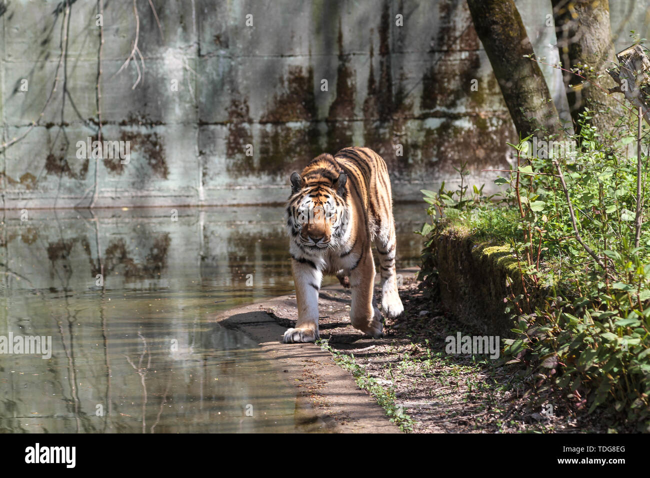 The Siberian tiger,Panthera tigris altaica is the biggest cat in the ...