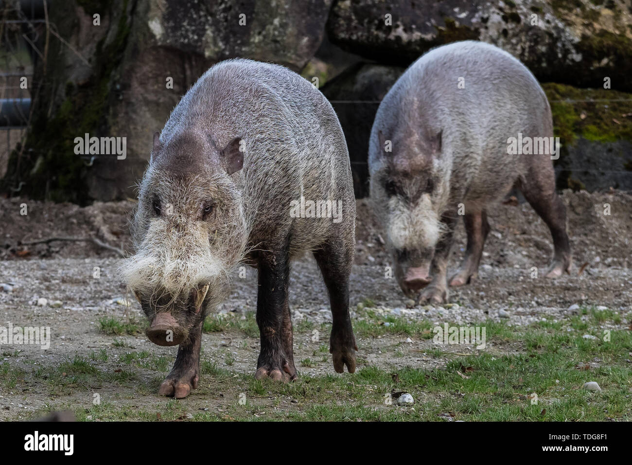Bornean bearded pig, Sus barbatus, also known as the bearded pig is a ...