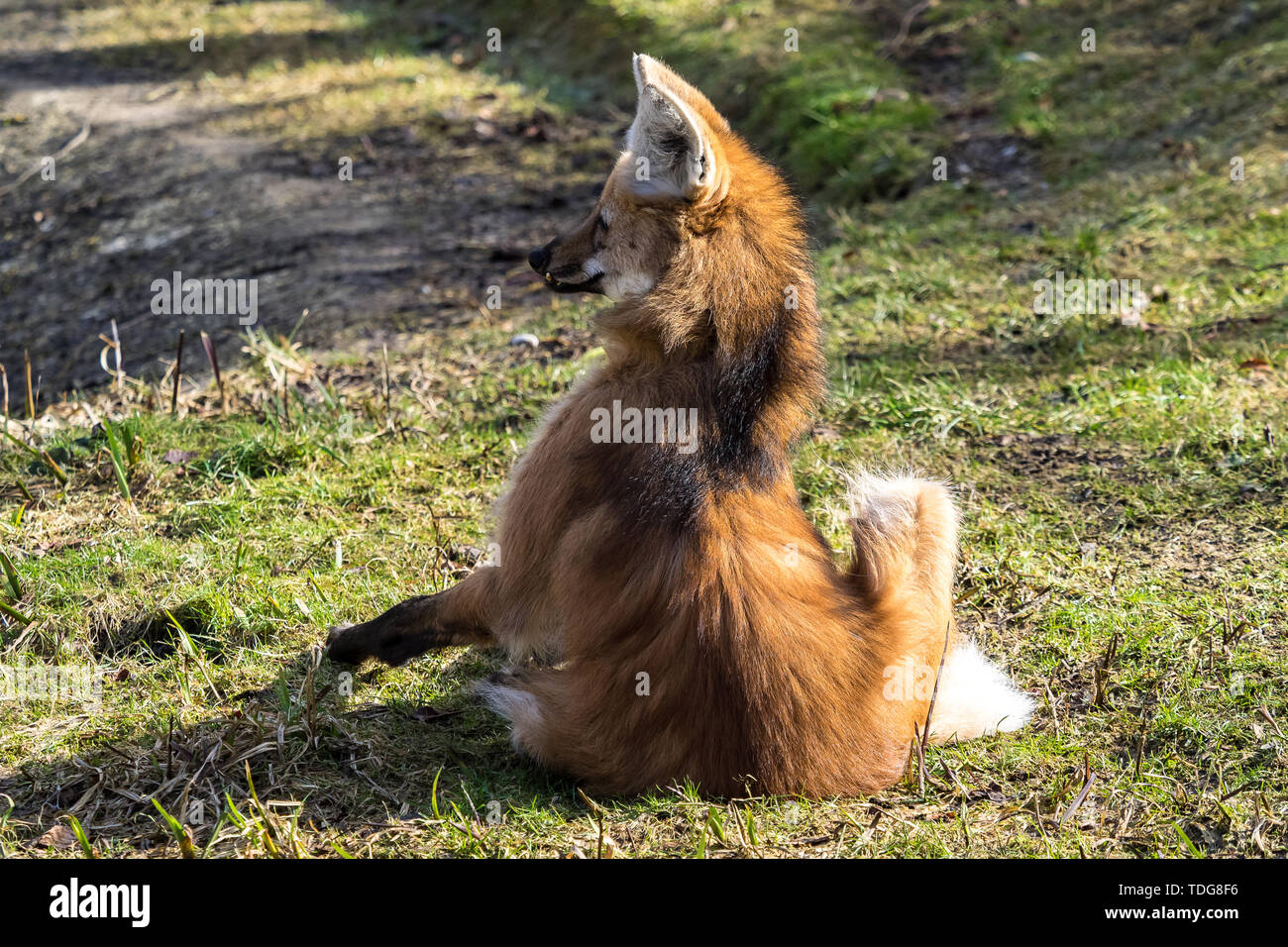 The Maned Wolf, Chrysocyon brachyurus is the largest canid of South America. This mammal lives ...