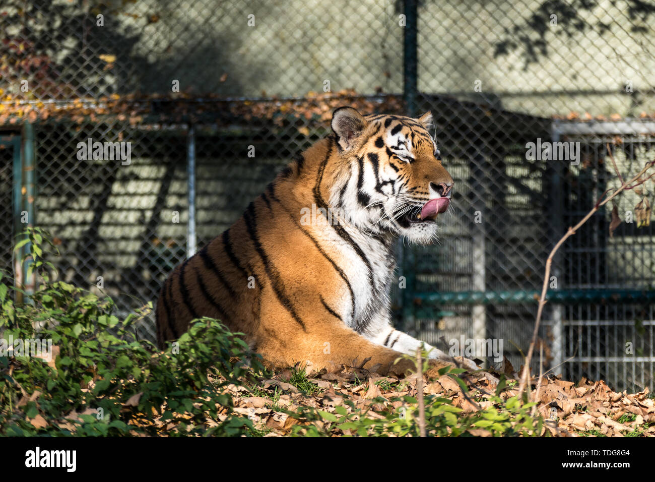 The Siberian tiger,Panthera tigris altaica is the biggest cat in the ...