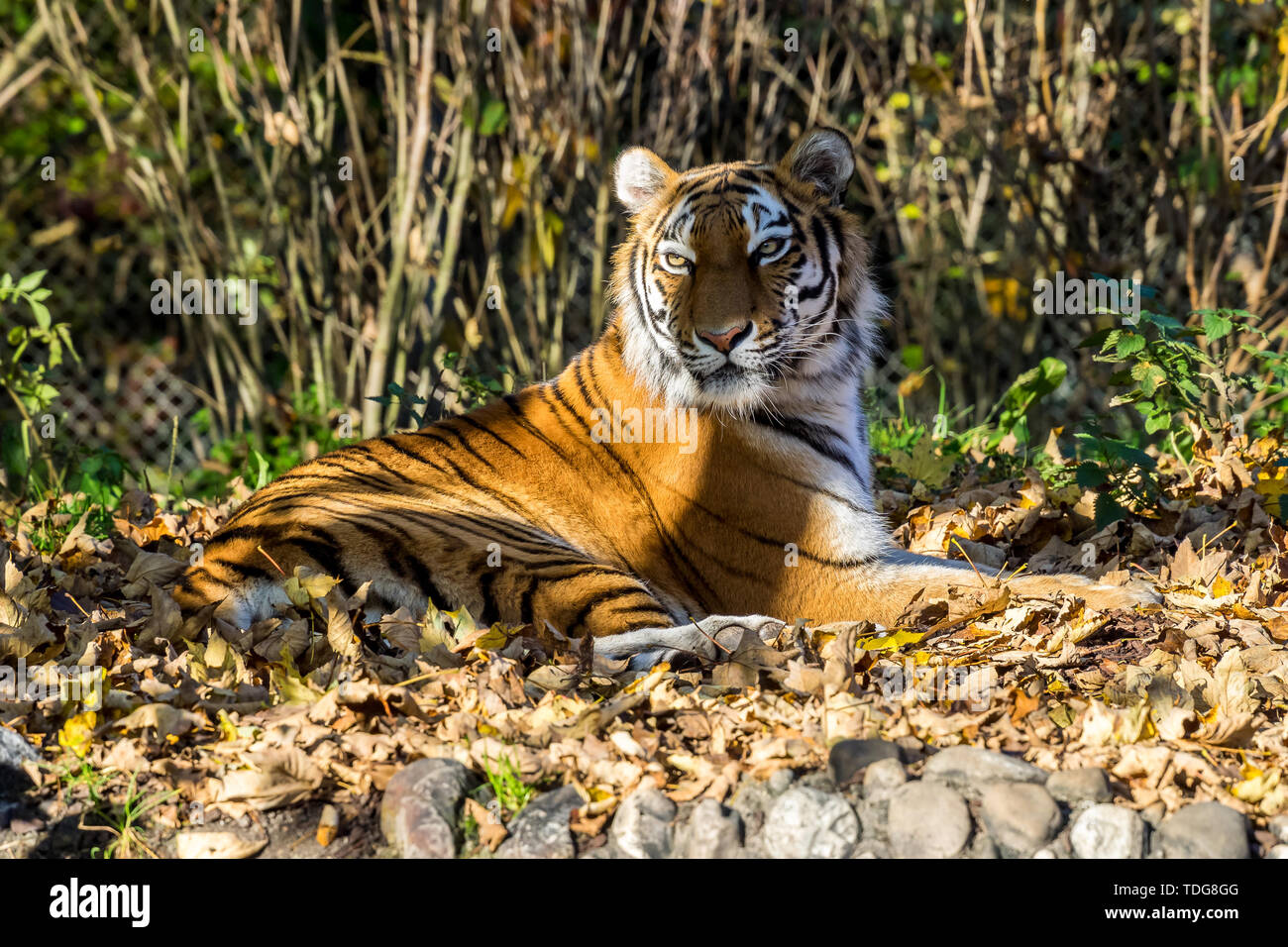The Siberian tiger,Panthera tigris altaica is the biggest cat in the ...