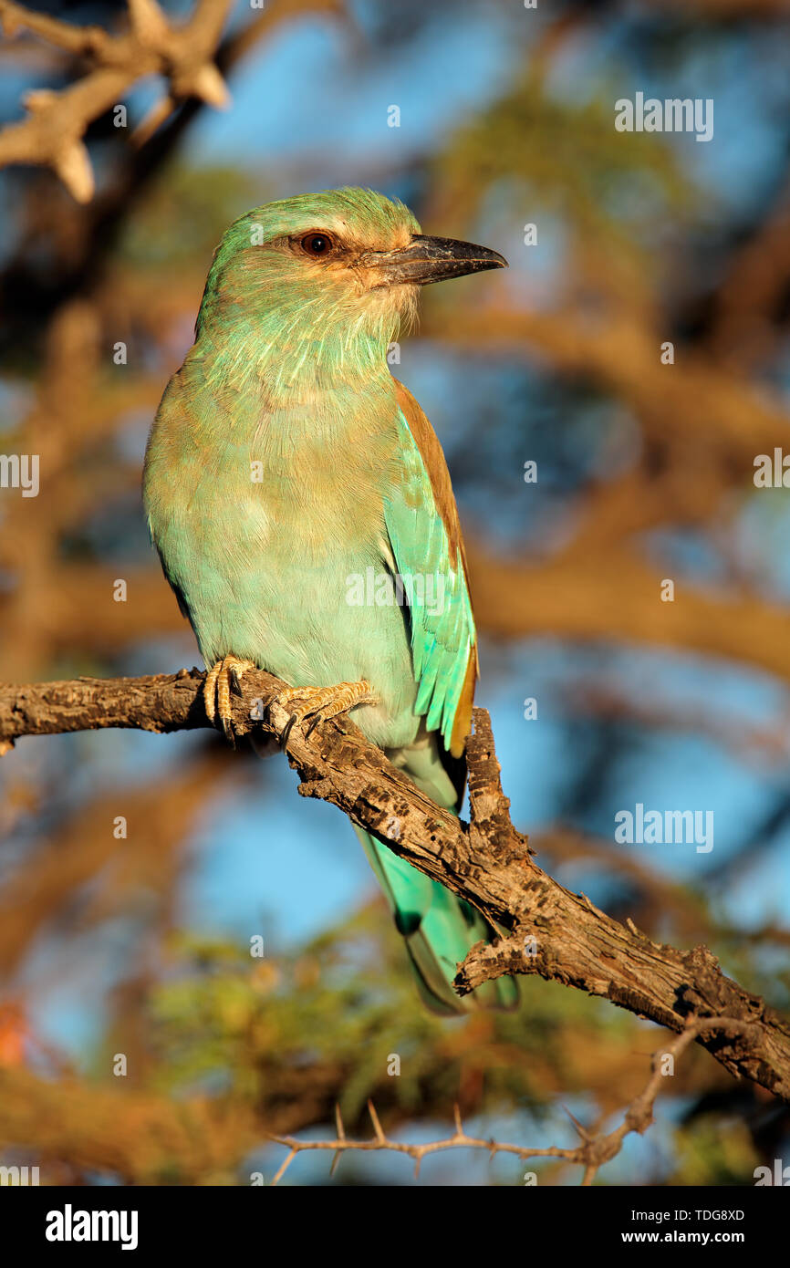 African african bird african roller african wildlife wildlife hi-res ...