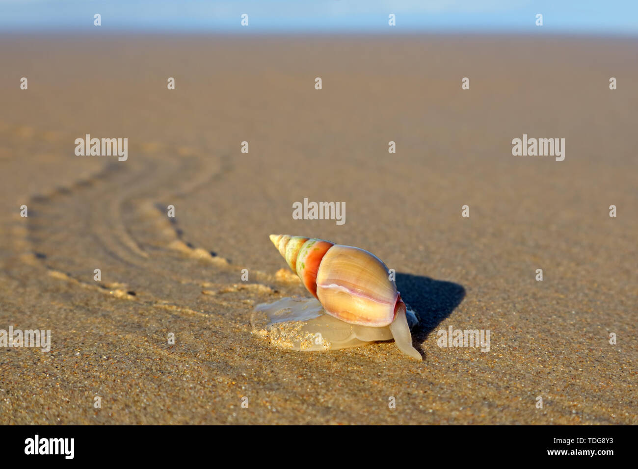 Plough snail (Bulliua digitalis), a species of sea snail, on the beach ...
