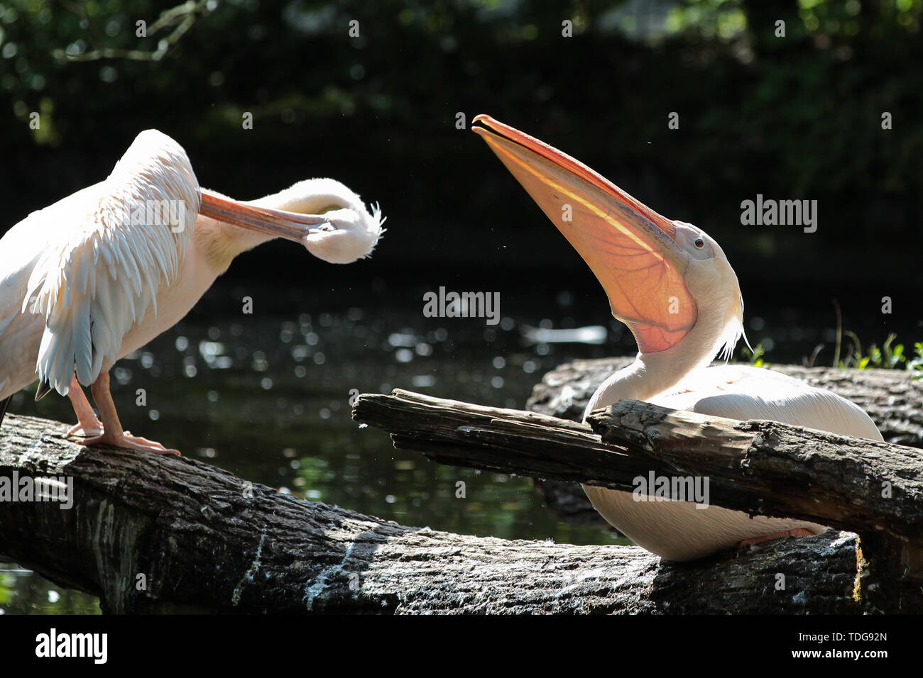 The Great White Pelican, Pelecanus onocrotalus also known as the rosy ...