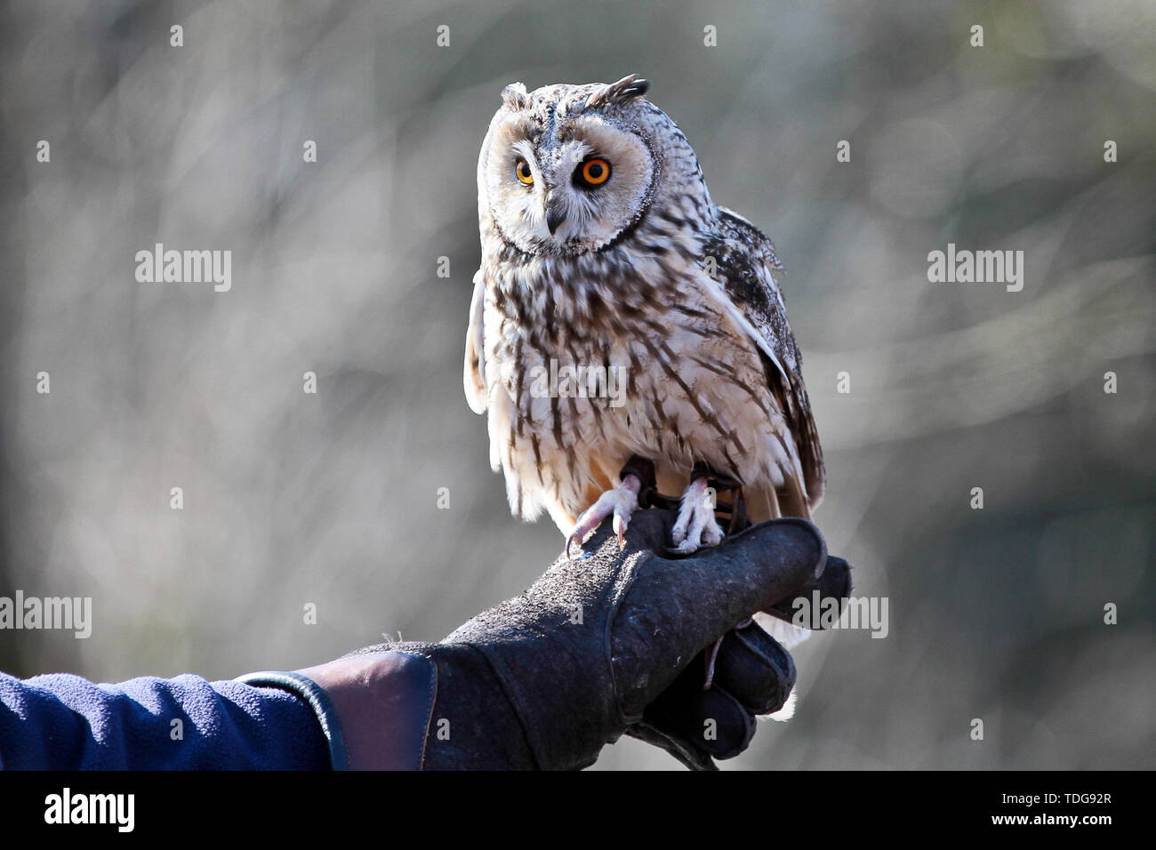 The long-eared owl, Asio otus, also known as the northern long-eared ...