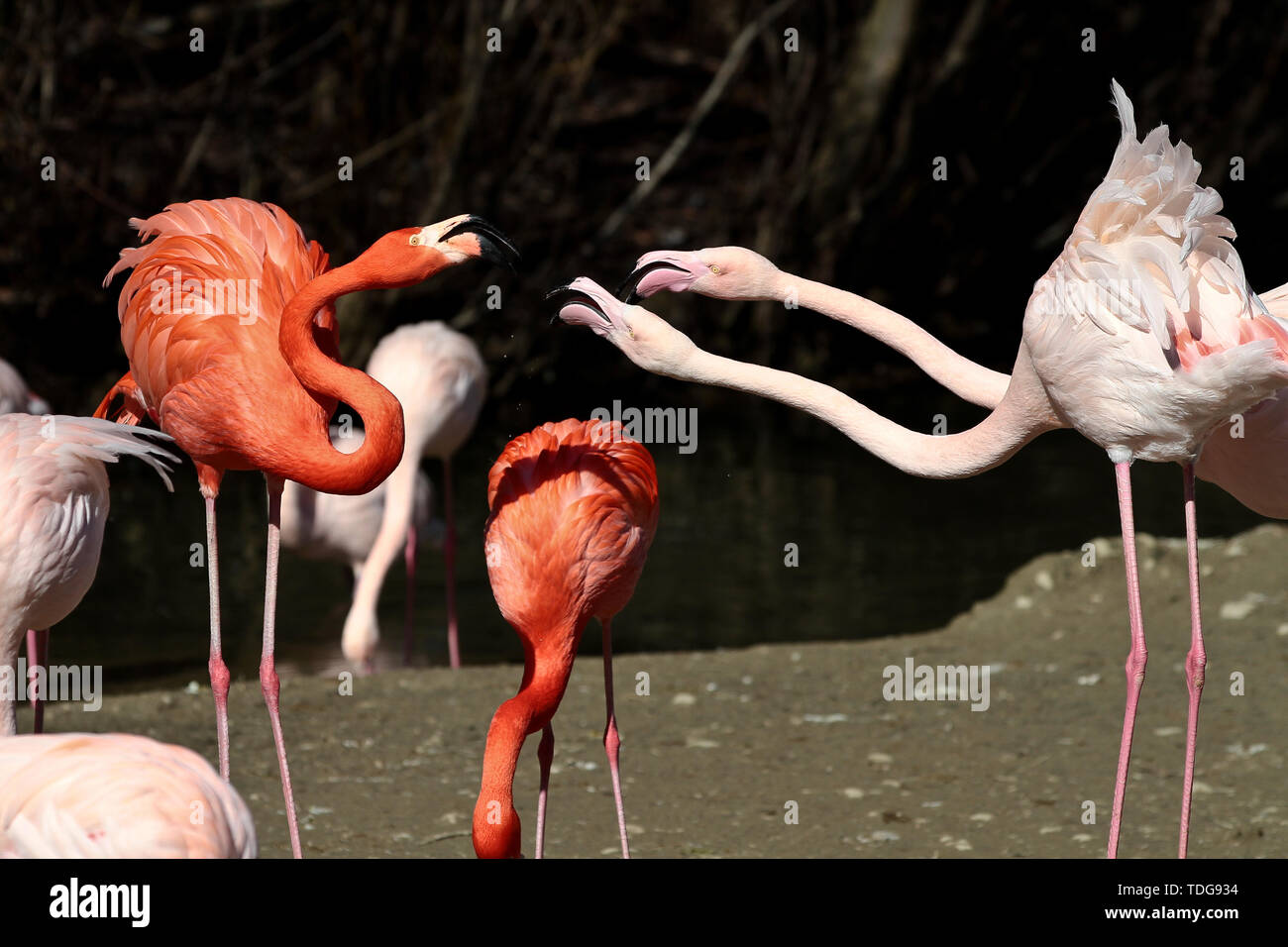 The American flamingo, Phoenicopterus ruber is a large species of ...
