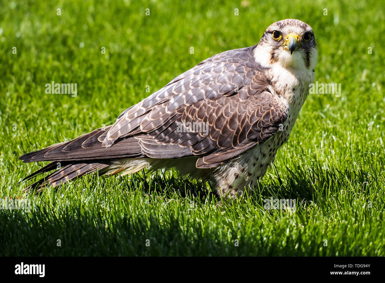 The lanner falcon, Falco biarmicus is a medium-sized bird of prey that ...