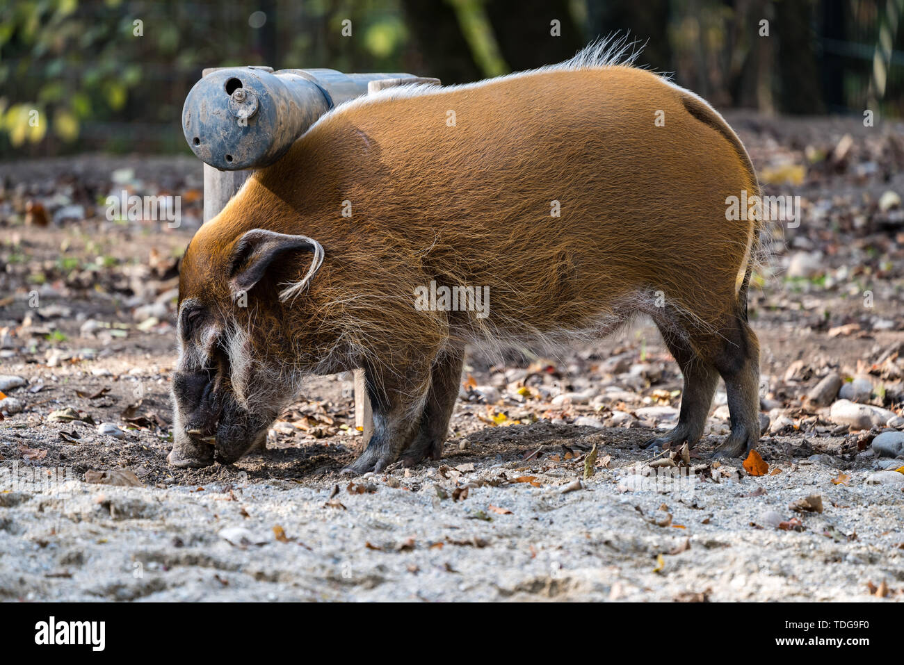 Red river hog, Potamochoerus porcus, also known as the bush pig Stock ...
