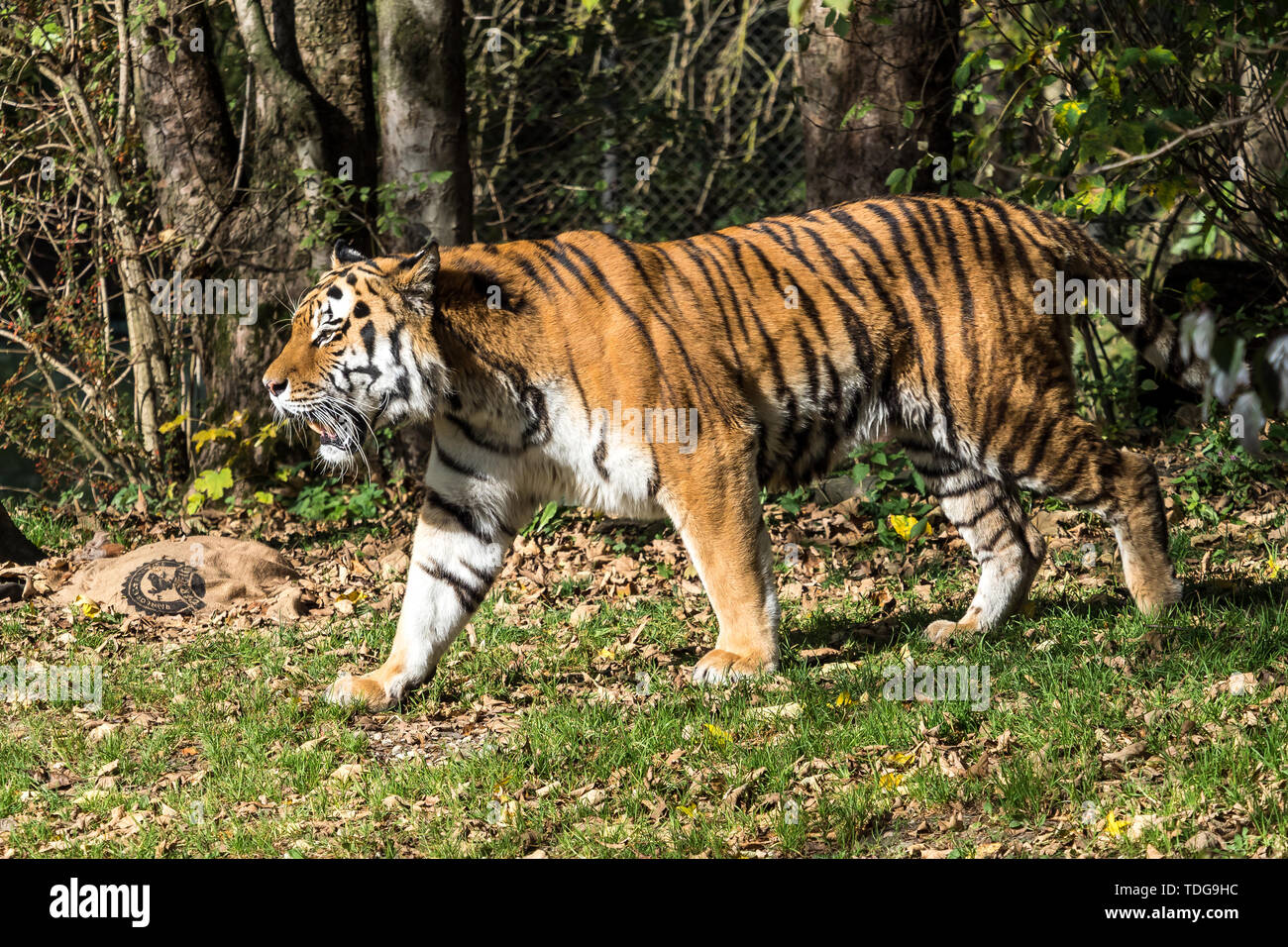 The Siberian tiger,Panthera tigris altaica in the zoo Stock Photo - Alamy