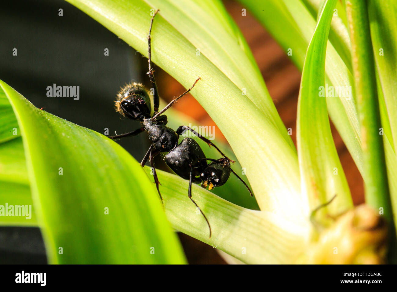 Ant and flies hi-res stock photography and images - Alamy
