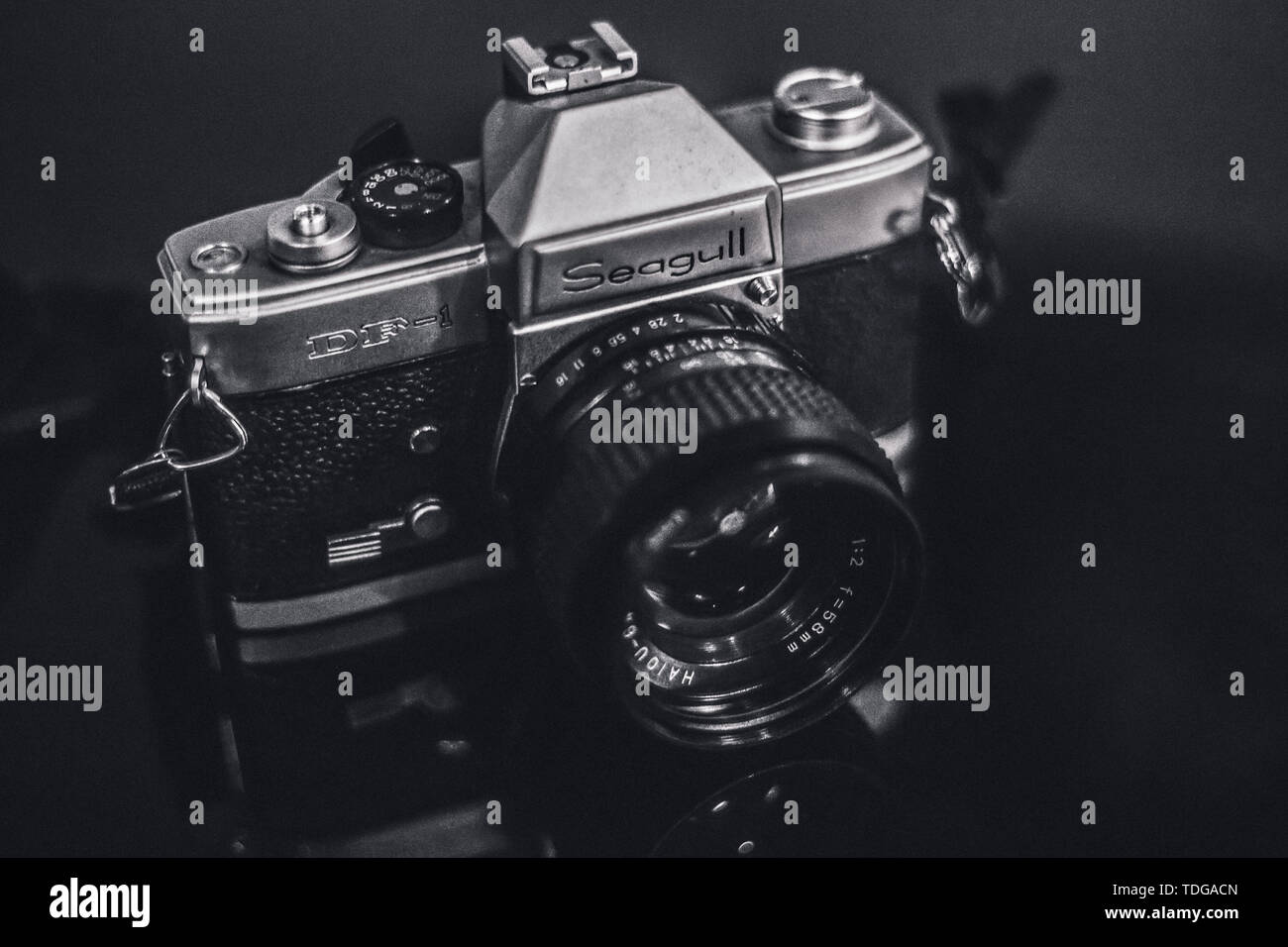 A seagull camera Stock Photo - Alamy