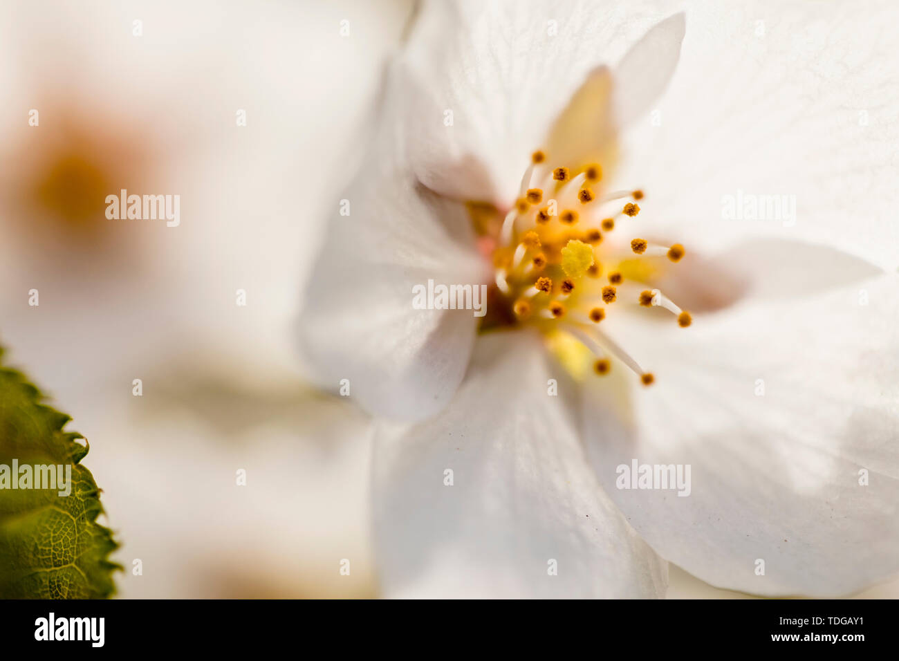 Single cherry blossom tree hi-res stock photography and images - Alamy