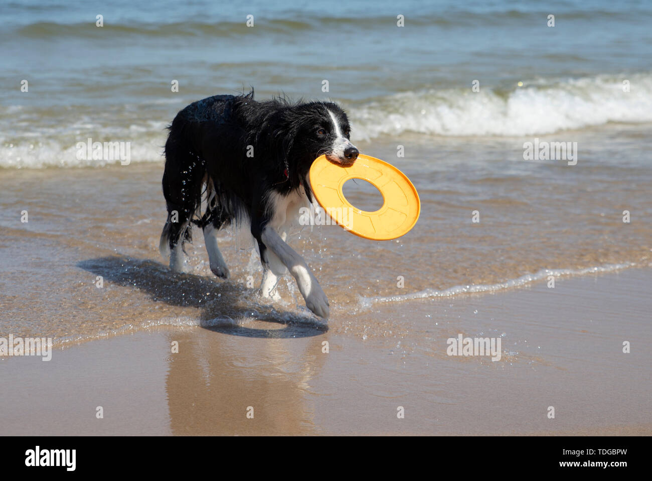 dog running retrieving a toy in the sea Stock Photo - Alamy
