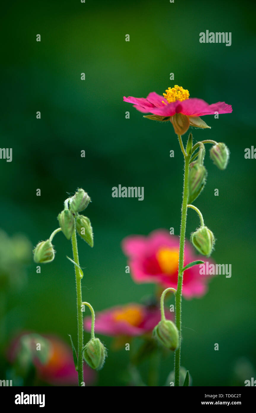 Canker flower hi-res stock photography and images - Alamy