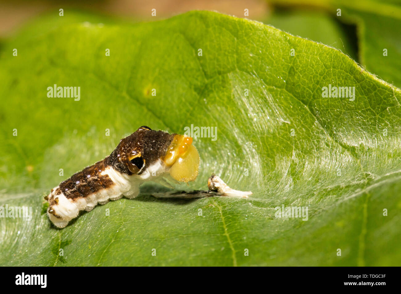Early instar spicebush swallowtail caterpillar mimicking bird droppings ...