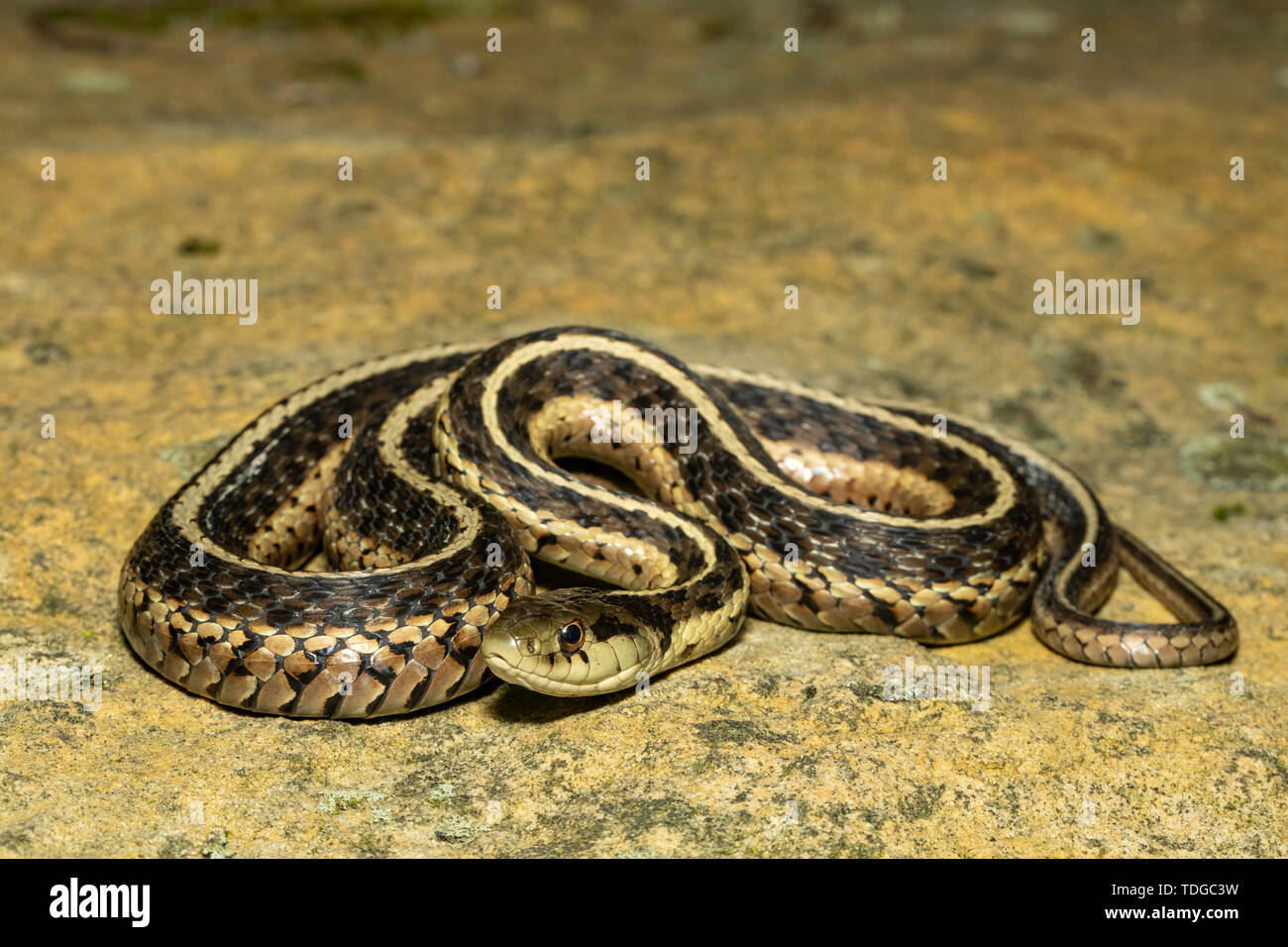 Checkered garter snake hi-res stock photography and images - Alamy