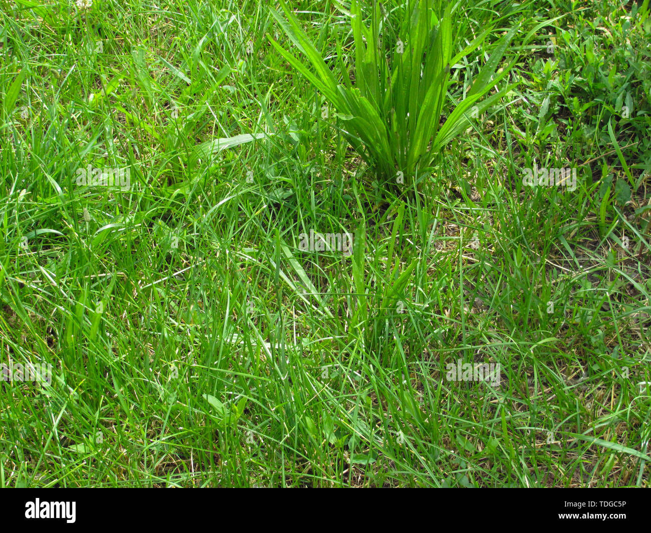 green grass natural spring background Stock Photo - Alamy