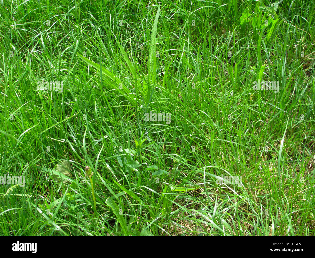 green grass natural spring background Stock Photo - Alamy