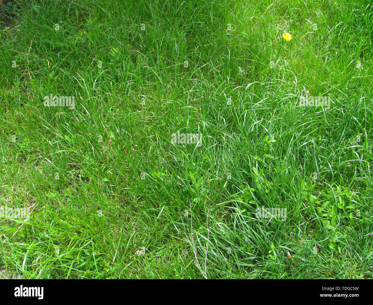 green grass natural spring background Stock Photo - Alamy