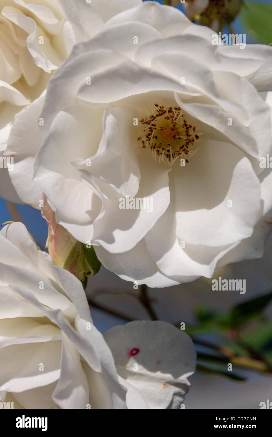 A Close up view of four white roses with the bright blue sky in the ...