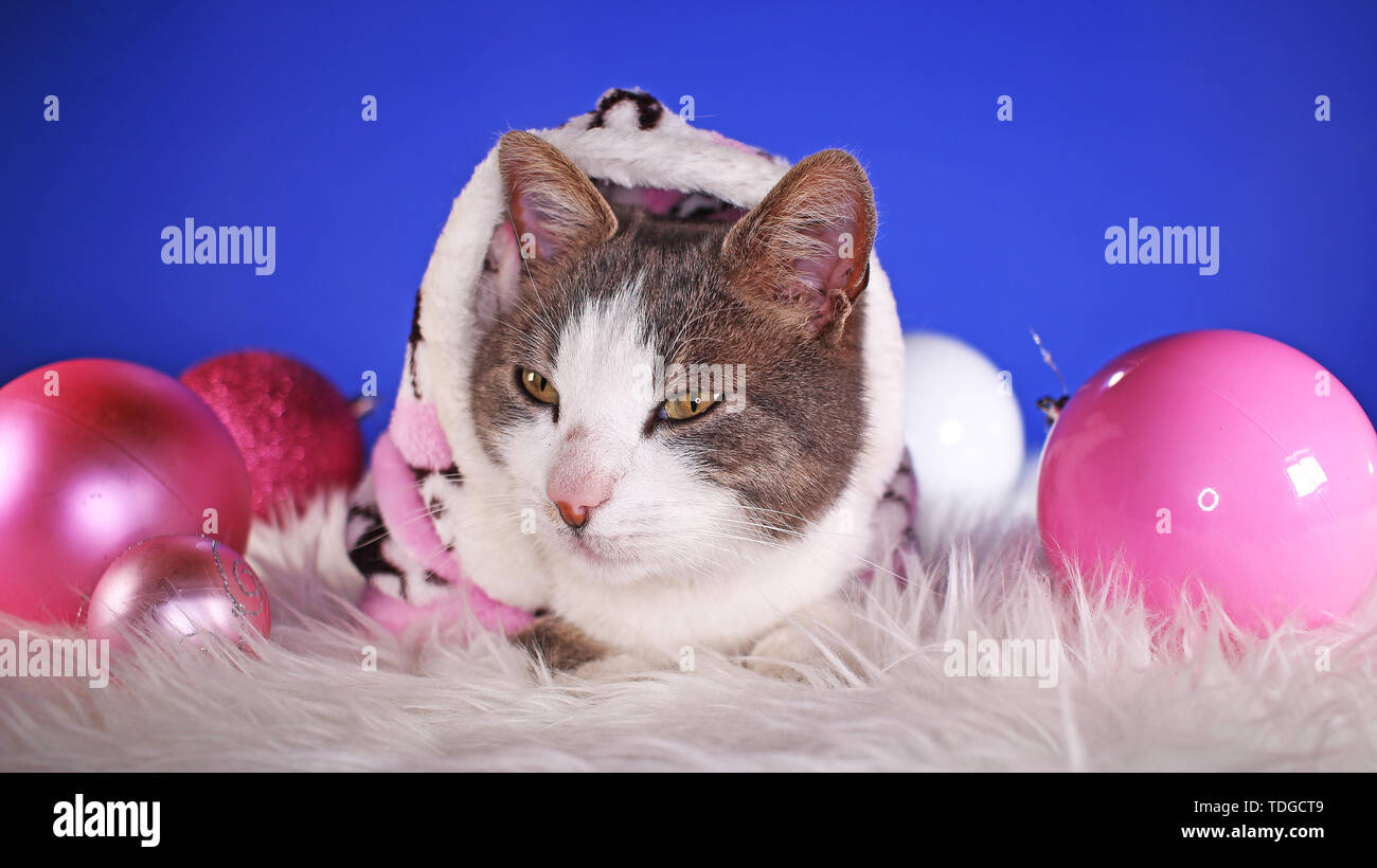 Christmas animals winter pets animal friends cat pet cute blue ...