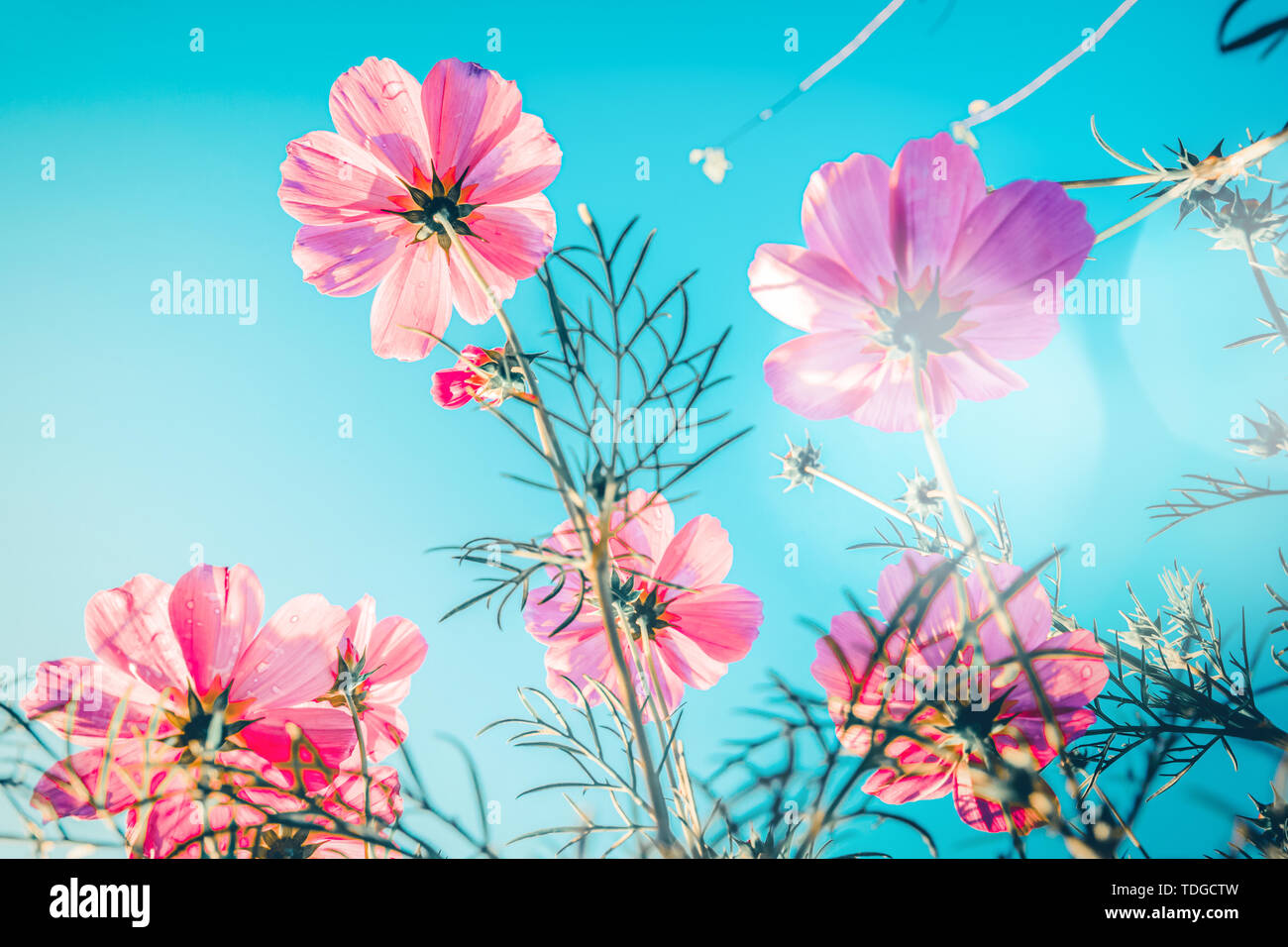 Cosmos flower field hi-res stock photography and images - Alamy