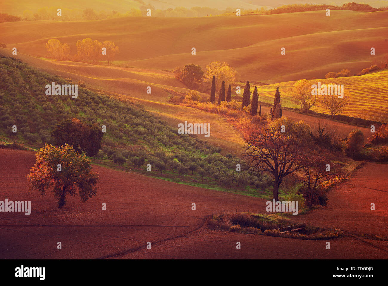 Tuscan fields and trees Stock Photo - Alamy