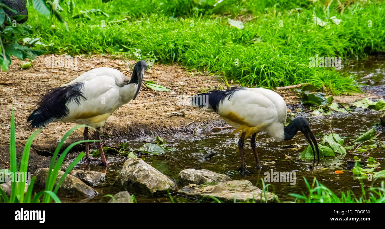 African sacred ibises hi-res stock photography and images - Alamy