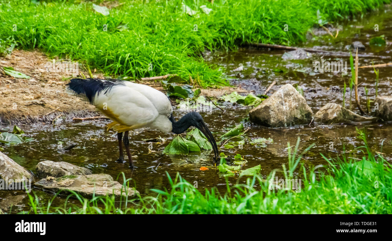 closeup of a African sacred ibis standing in a small river stream ...