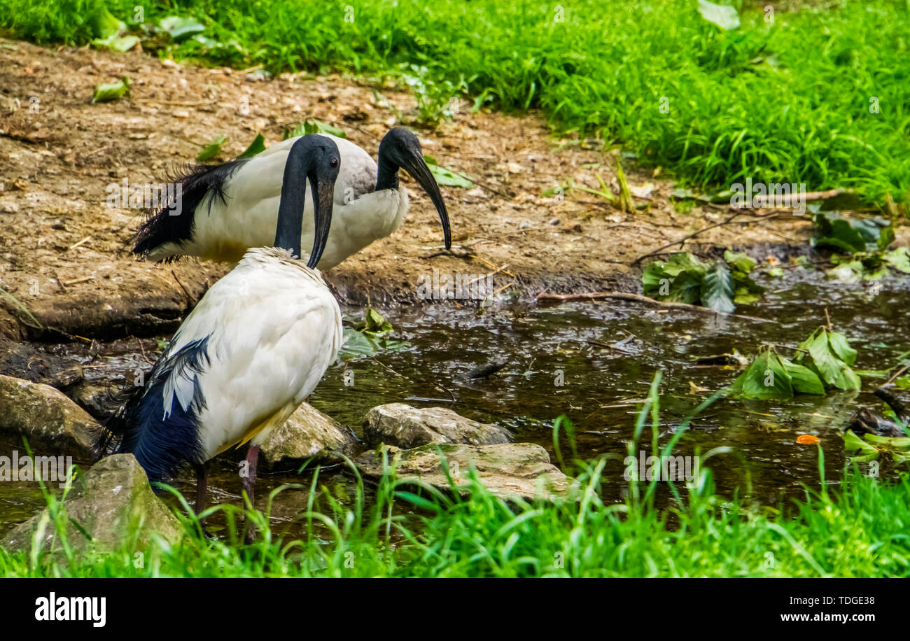two african sacred ibises together at the water side, tropical wading ...