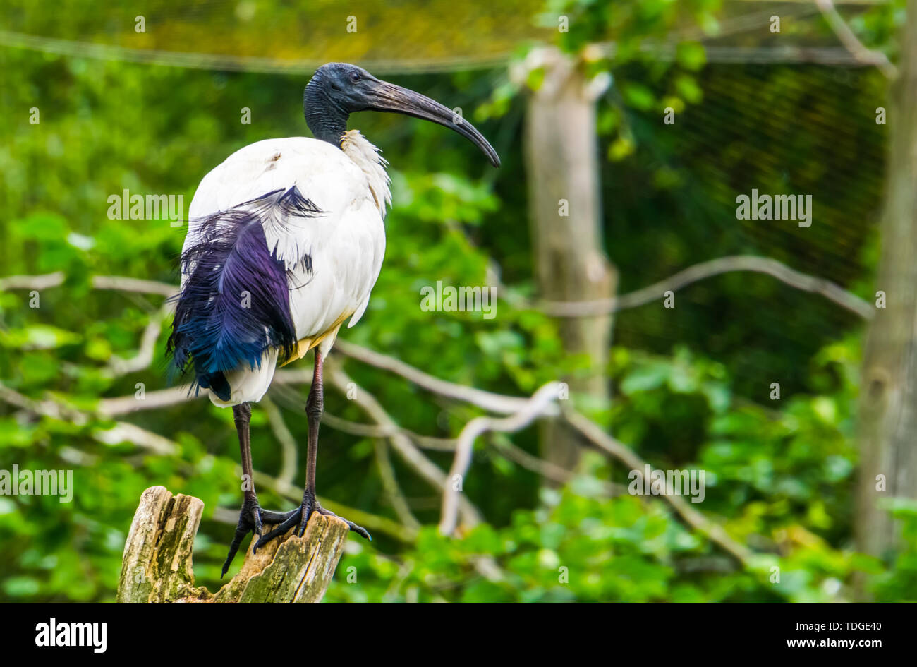 closeup of a african sacred ibis sitting in a tree, tropical bird ...