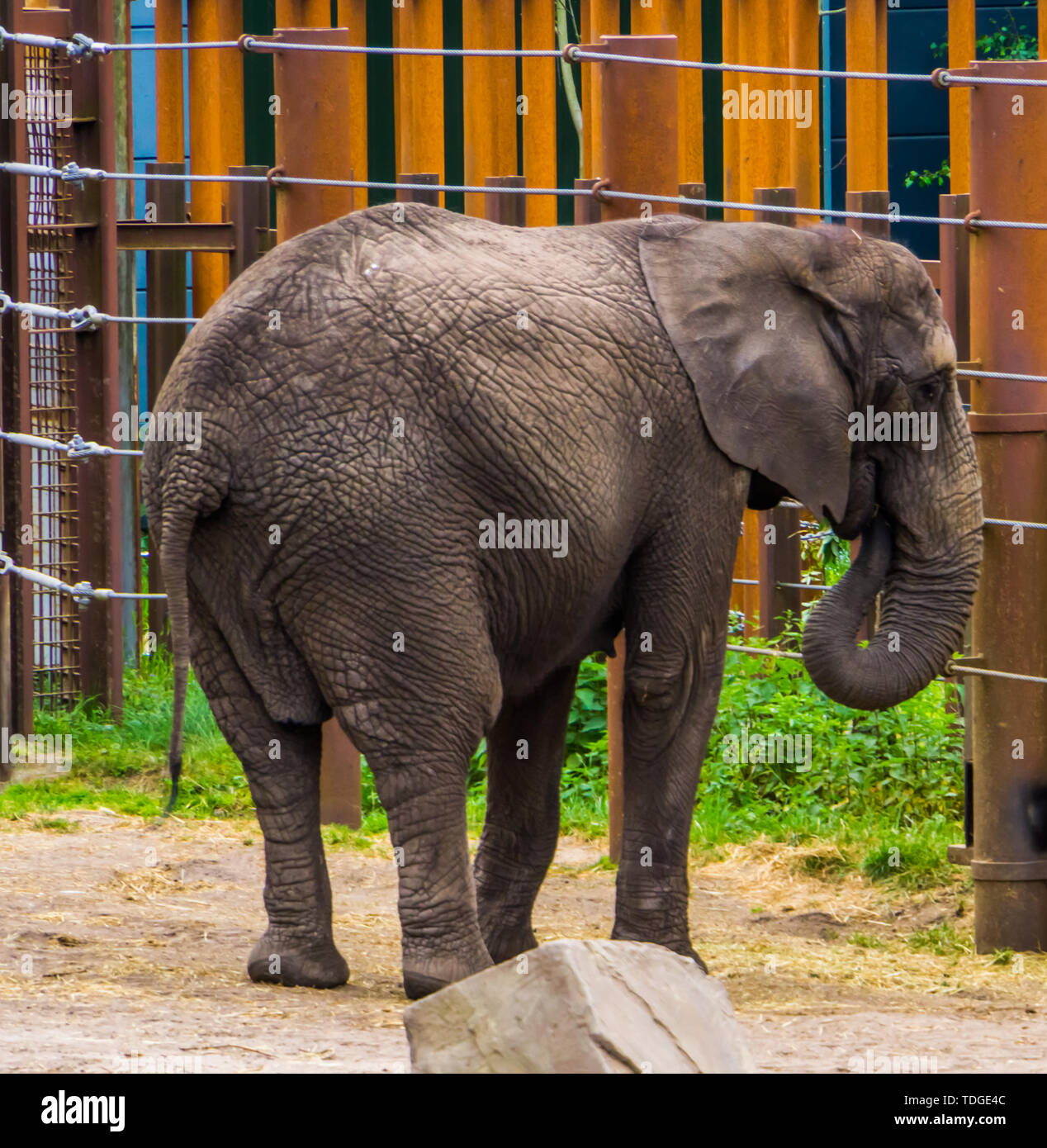 closeup of a african elephant putting its trunk in its mouth, elephant ...