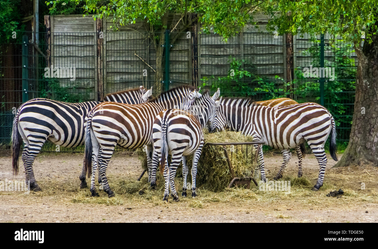 big group of grant's zebras eating hay from the crib, zoo animal ...