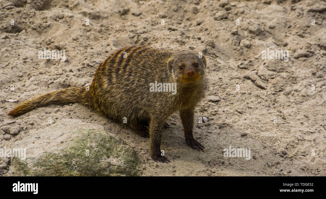 Closeup portrait of a banded mongoose, Adorable tropical animal specie ...